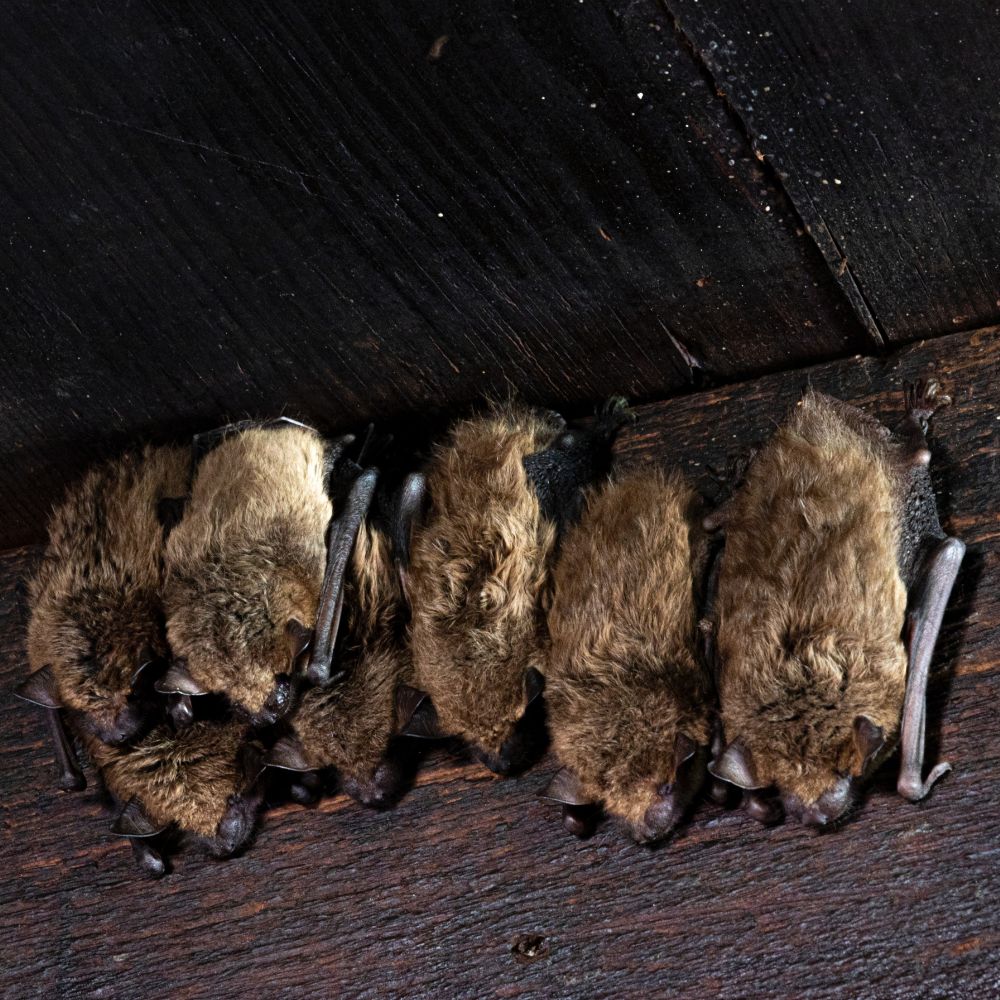 Bat Removal Service in Boston, MA - North East Wildlife Management