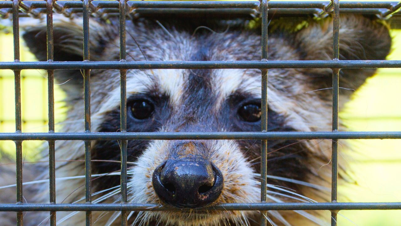 Wildlife Removal in Medfield, MA | Northeast Wildlife MGMT