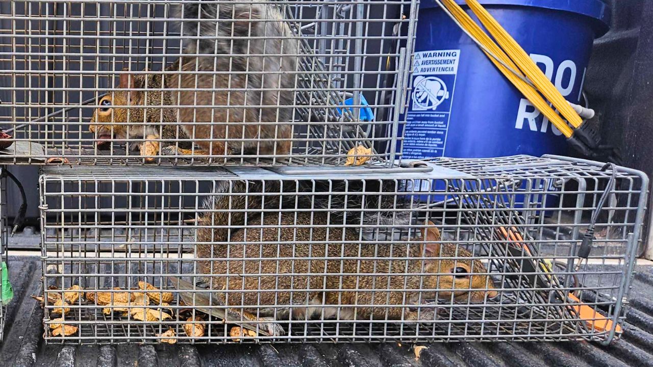 Wildlife Removal in Randolph, MA | Northeast Wildlife MGMT