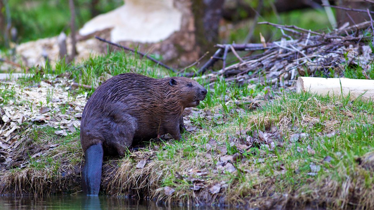 Wildlife Removal in Mattapoisett | North East Wildlife MGMT