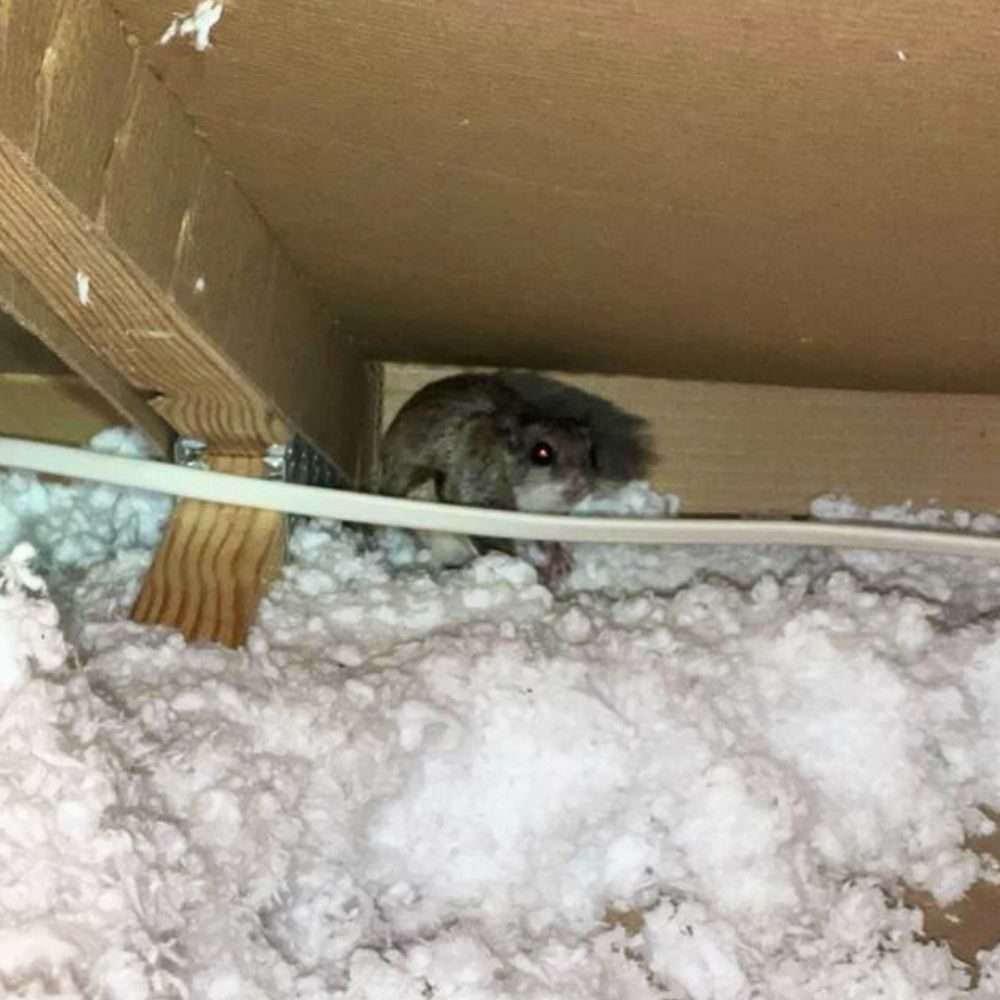 Flying Squirrel Removal Boston, MA - North East Wildlife Management